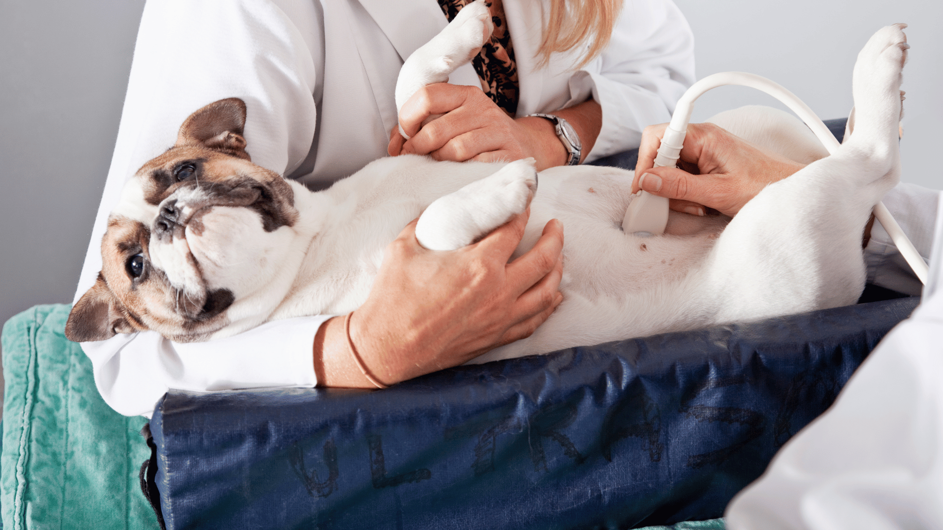 Pet Ultrasound In Las Cruces, NM | Arroyo Veterinary Clinic