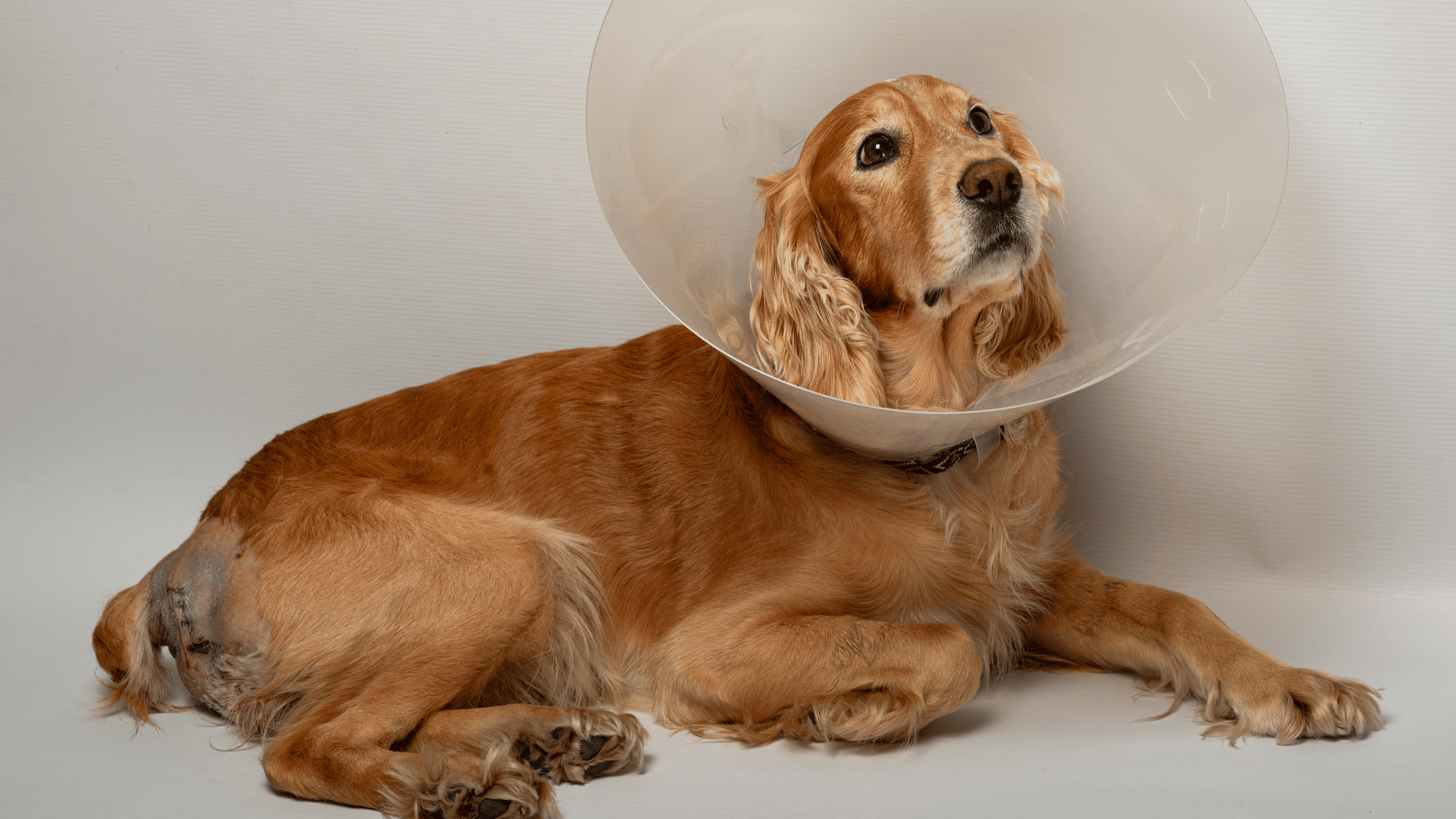 Pet Surgery In Las Cruces, NM | Arroyo Veterinary Clinic