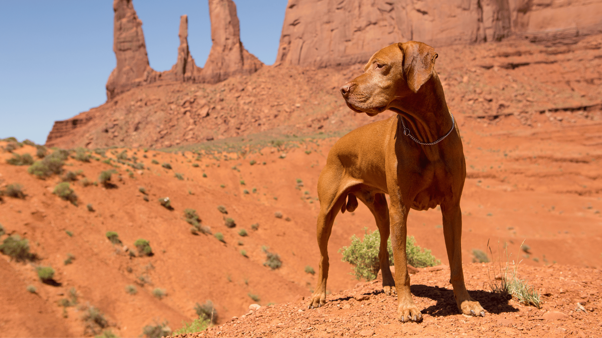 Las Cruces, NM Veterinary Jobs | Arroyo Veterinary Clinic