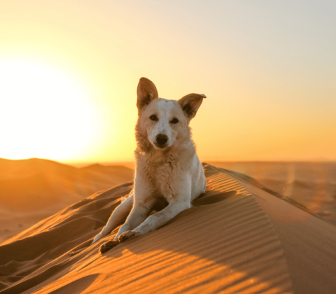 Best Veterinary Clinic In Las Cruces, NM | Arroyo Vet Clinic