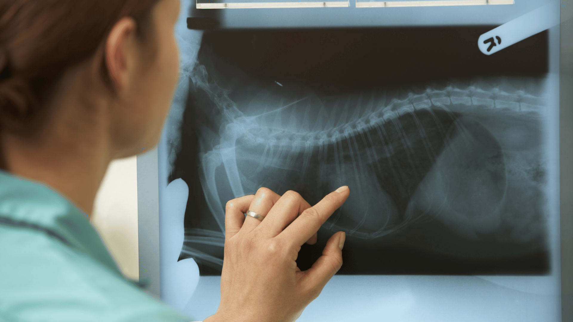Pet Digital Radiographs In Las Cruces NM | Arroyo Vet Clinic